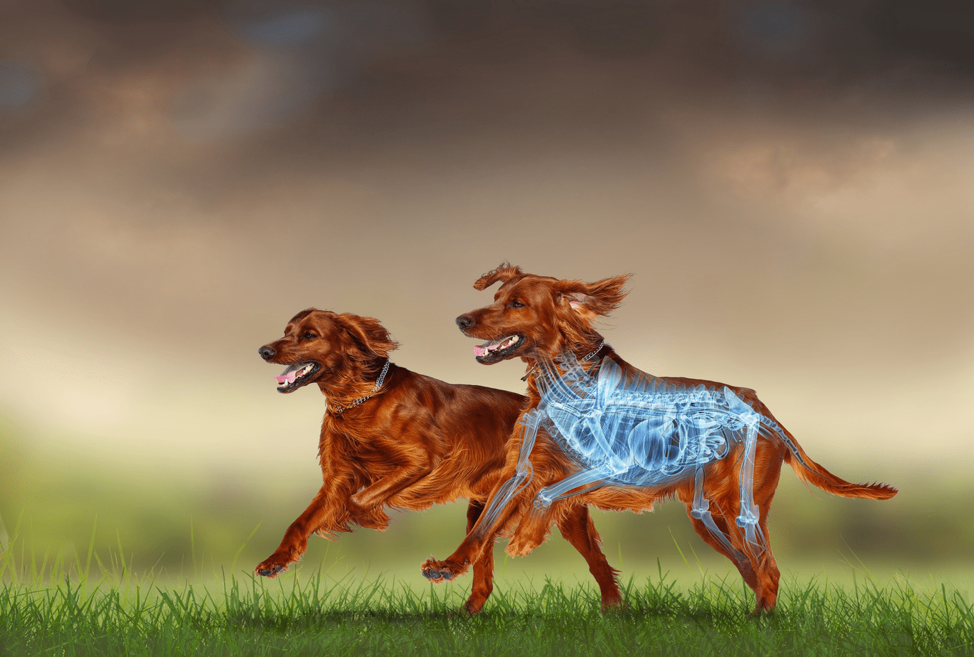 Dog – Smooth Run Equine Store